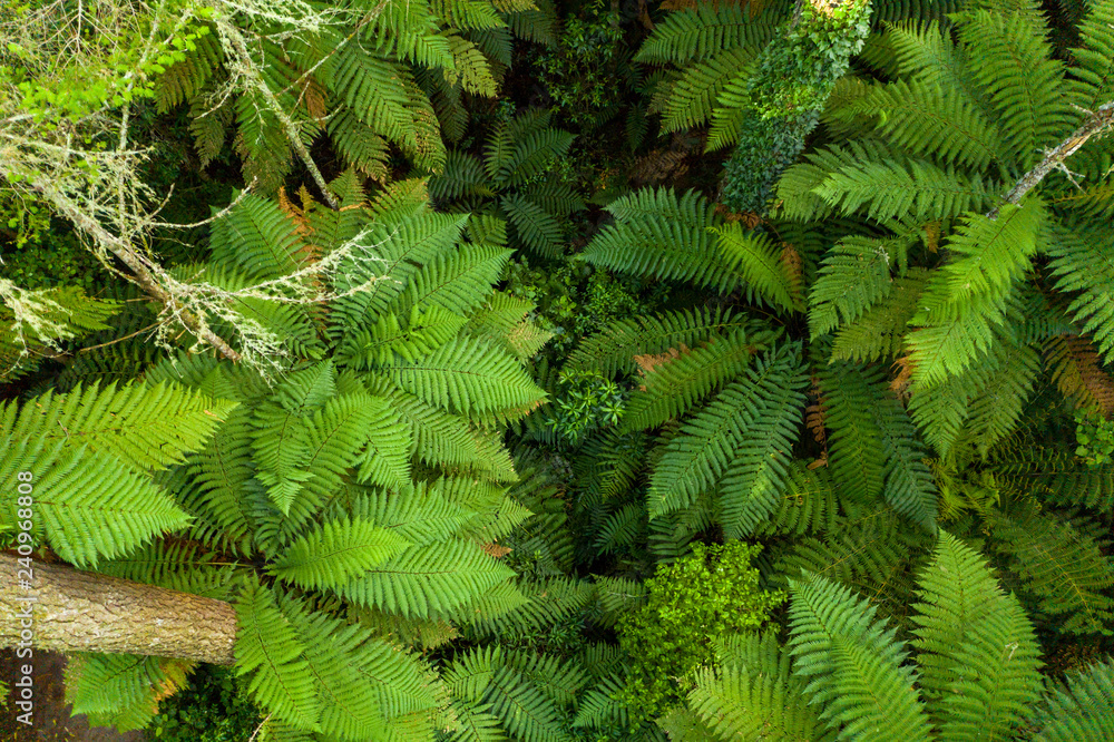 Top down view of ferns in New Zealand forest Stock Photo | Adobe Stock