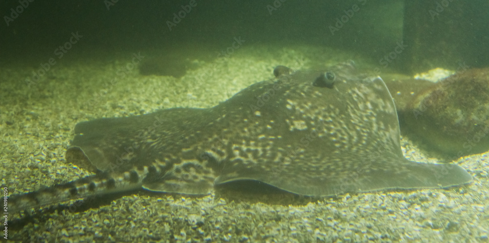 round stingray fish laying on the bottom of the aquarium, marine life ...
