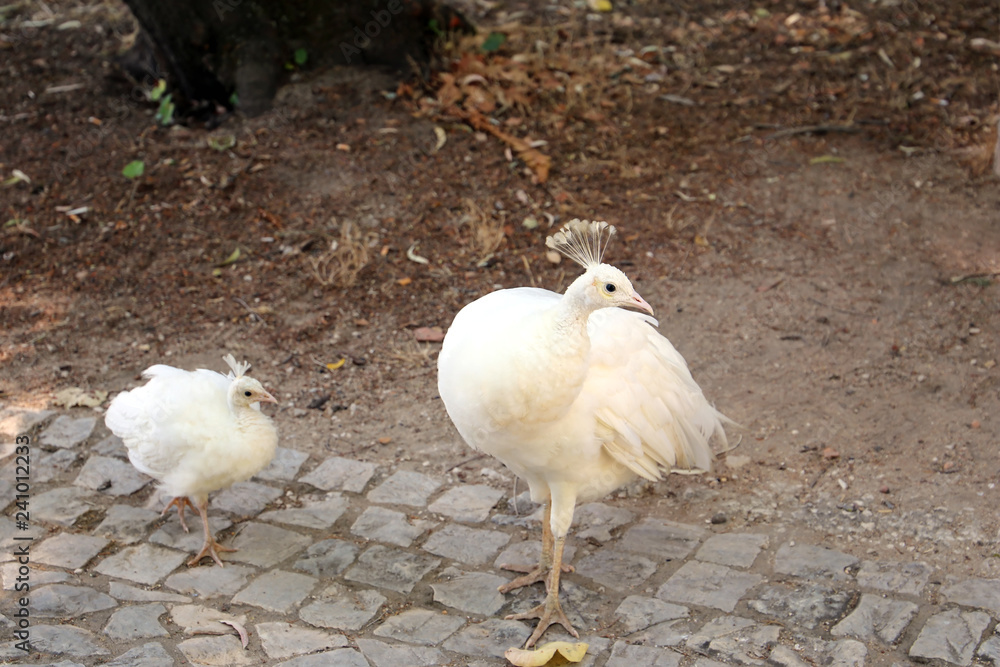 White peacock with baby peacock Stock Photo | Adobe Stock