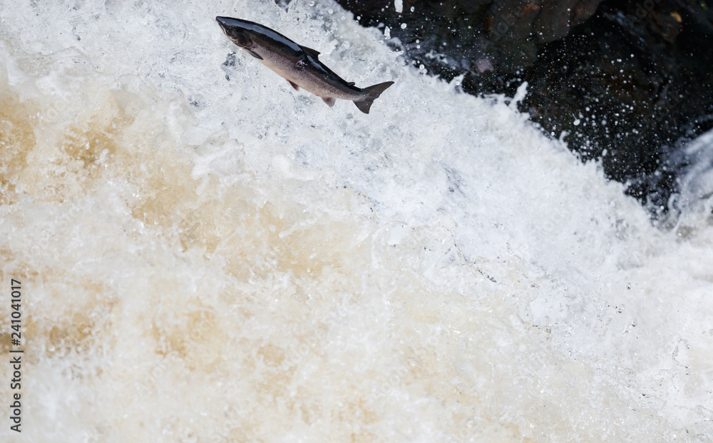 Large Atlantic salmon leaping up the waterfall on their way migration ...