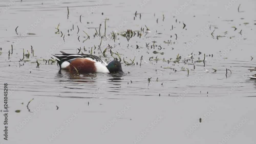 HD Video of a male Northern Shoveler duck swimming in a shallow water ...