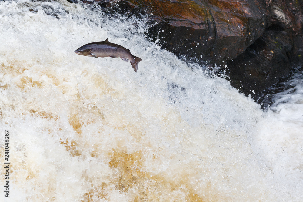 Large Atlantic salmon leaping up the waterfall on their way migration ...