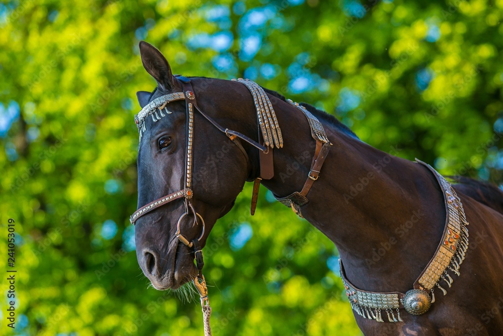 In profile portrait of beautiful dark brown akhal teke horse with ...
