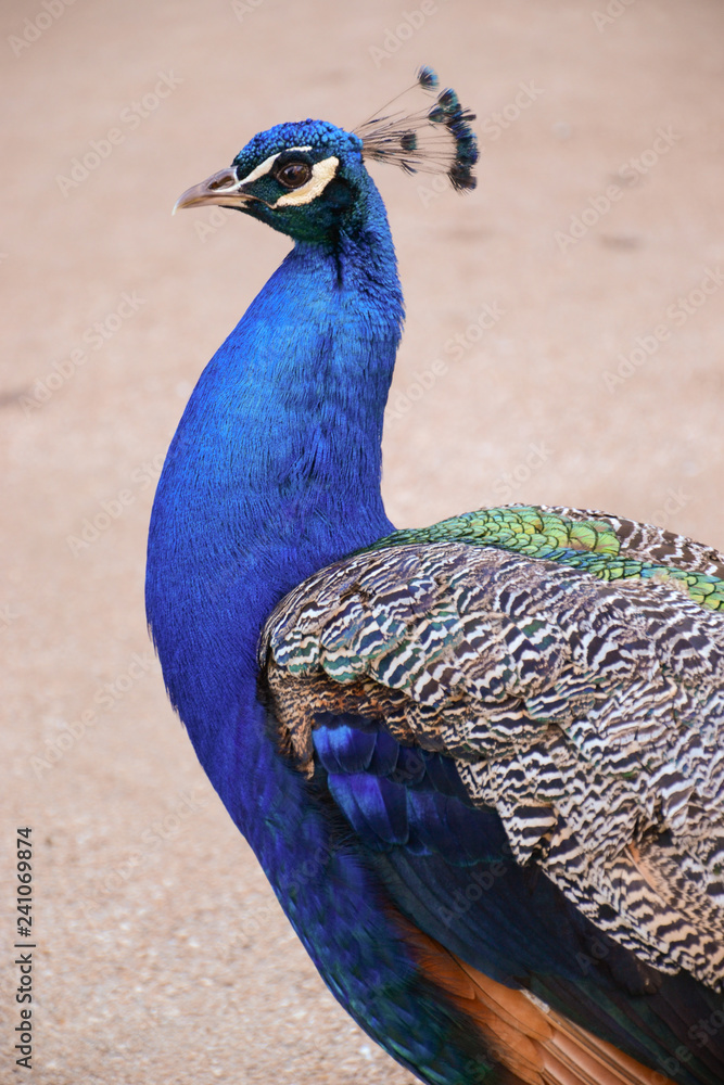 Retrato de pavo real de plumaje azul visto de perfil en fondo neutro Stock Photo | Adobe Stock