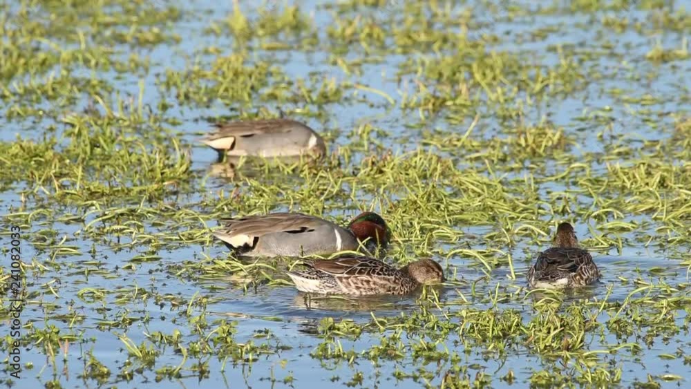 HD video of two pair of Green Winged Teal ducks foraging for food in shallow marsh water. The ...