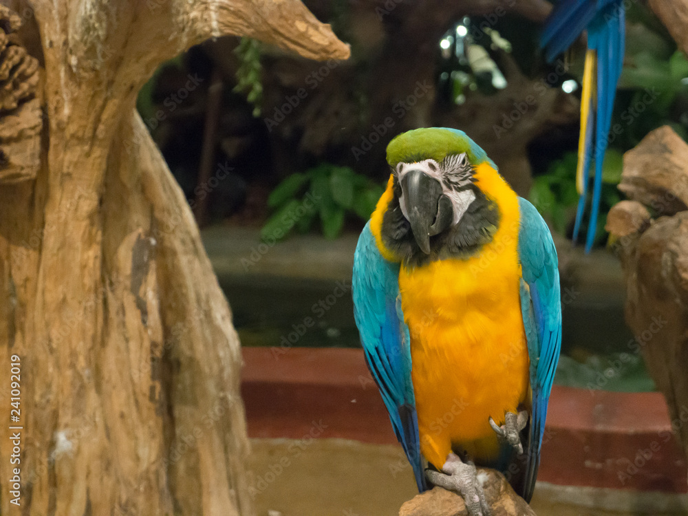 A blue and gold macaw parrot, is a large South American parrot with ...