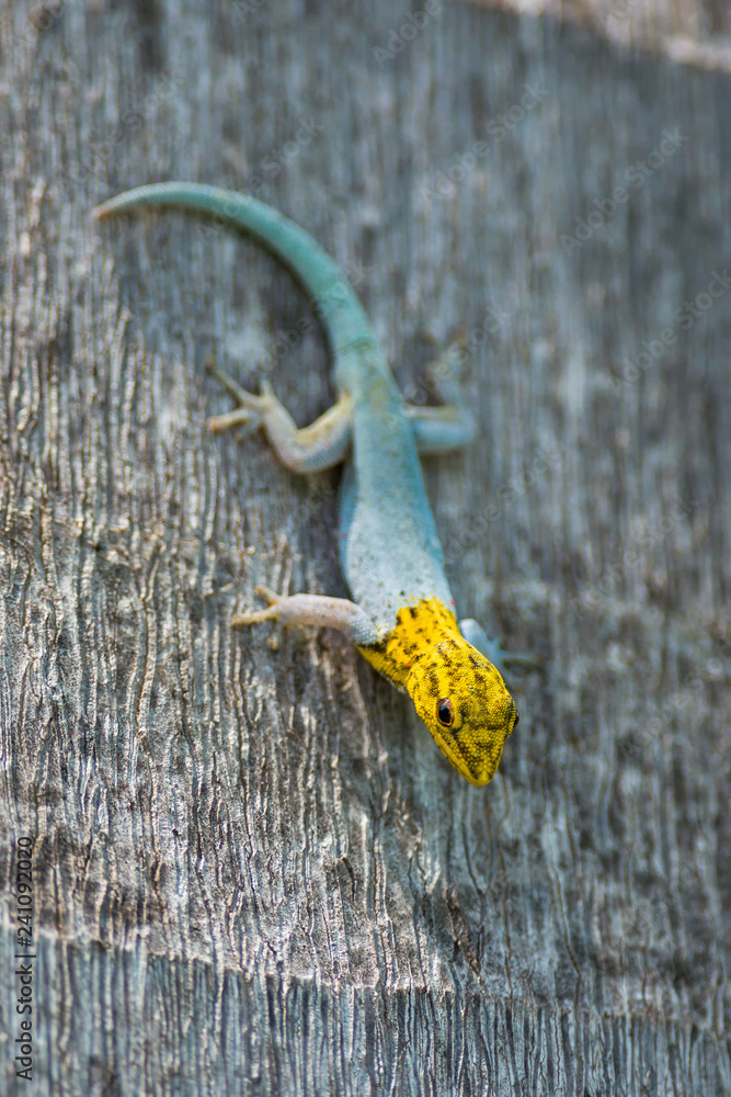 Dwarf yellow-headed gecko ( Lygodactylus luteopicturatus ) resting on ...