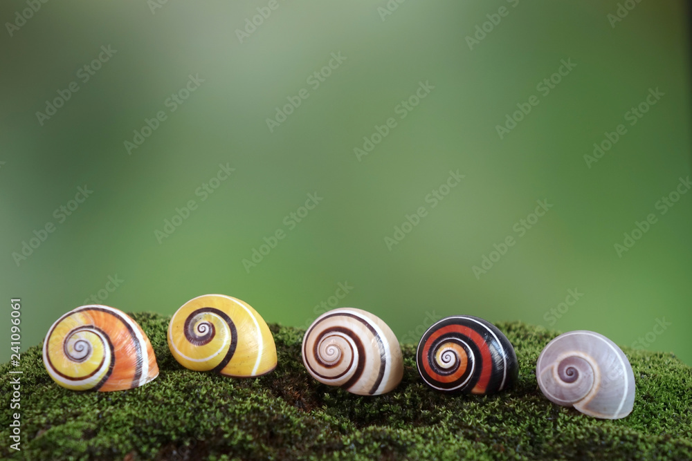 Cuban Tree Snails