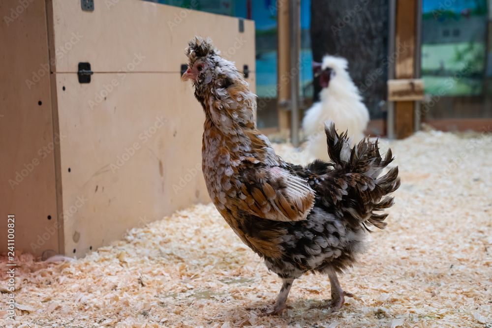 colorful chicken with black spots on the farm Stock Photo | Adobe Stock