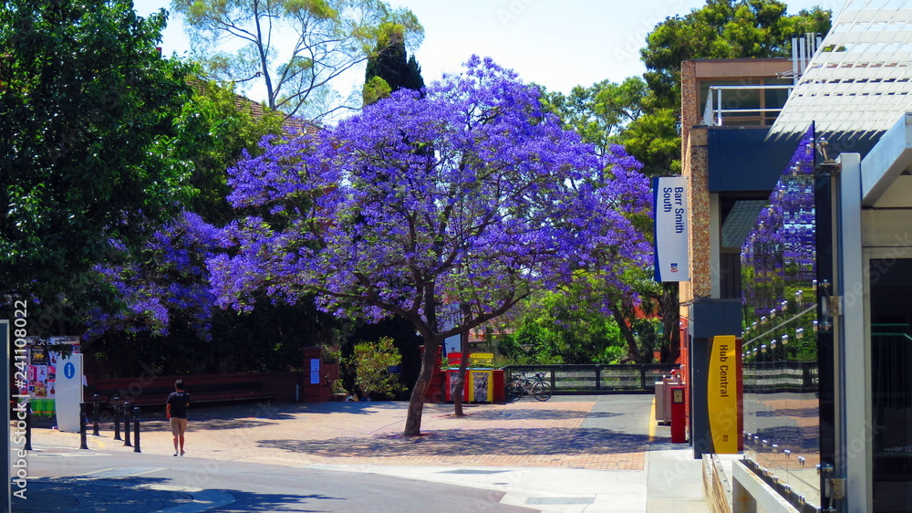 jacaranda tree in adelaide Stock Photo | Adobe Stock