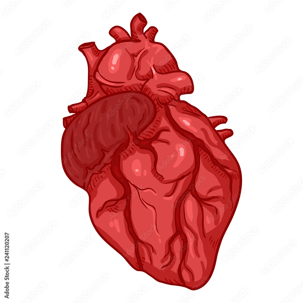 Vector Cartoon Human Heart. Anatomical Organ Illustration. Stock Vector ...