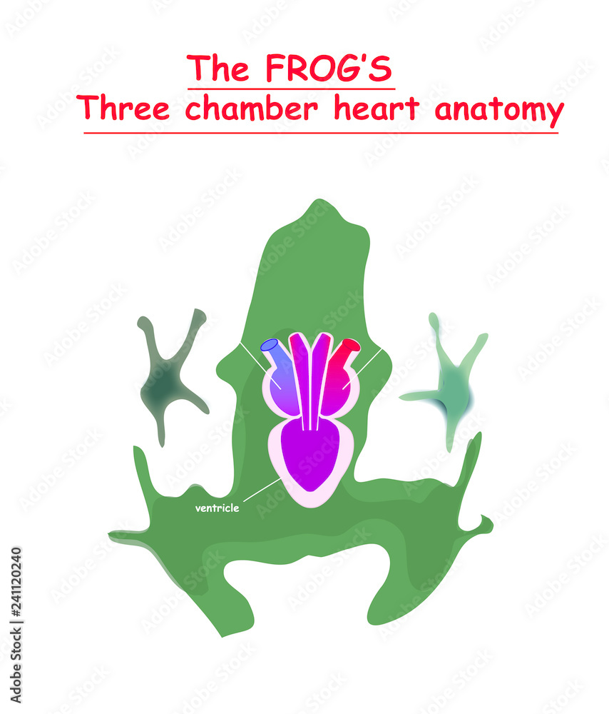 Frog heart anatomy on black dog silhouette with shadow isolated. Part ...