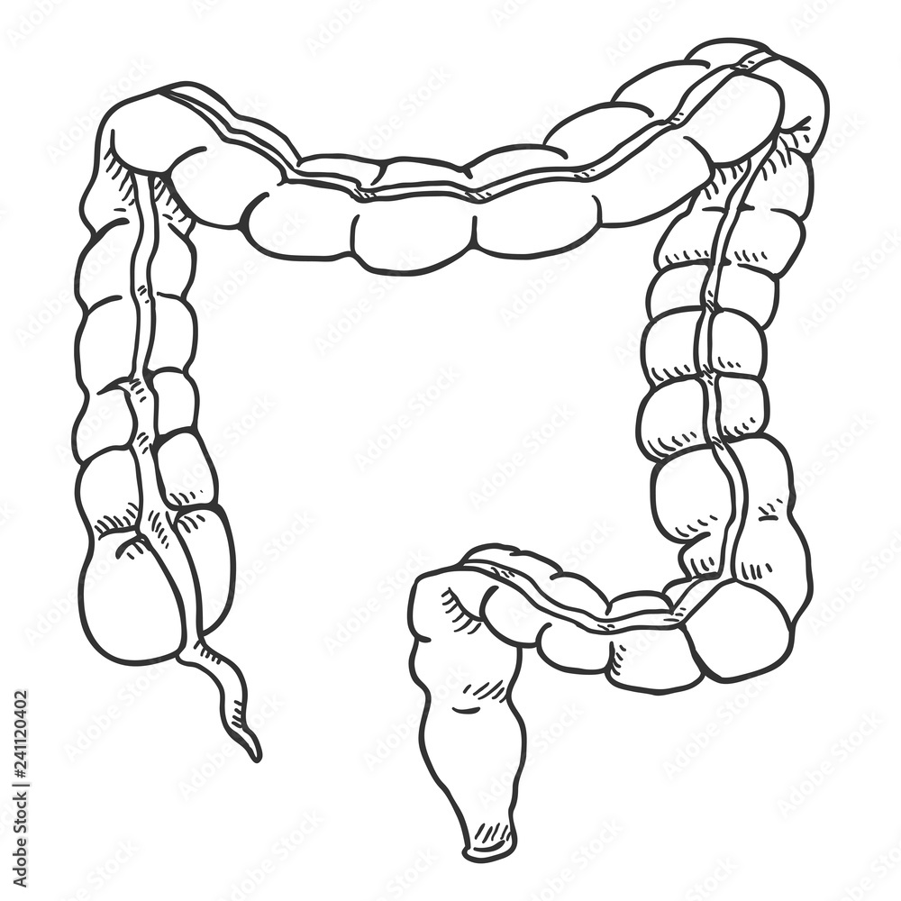 Vector Sketch Human Large Intestine. Anatomical Organ Illustration ...