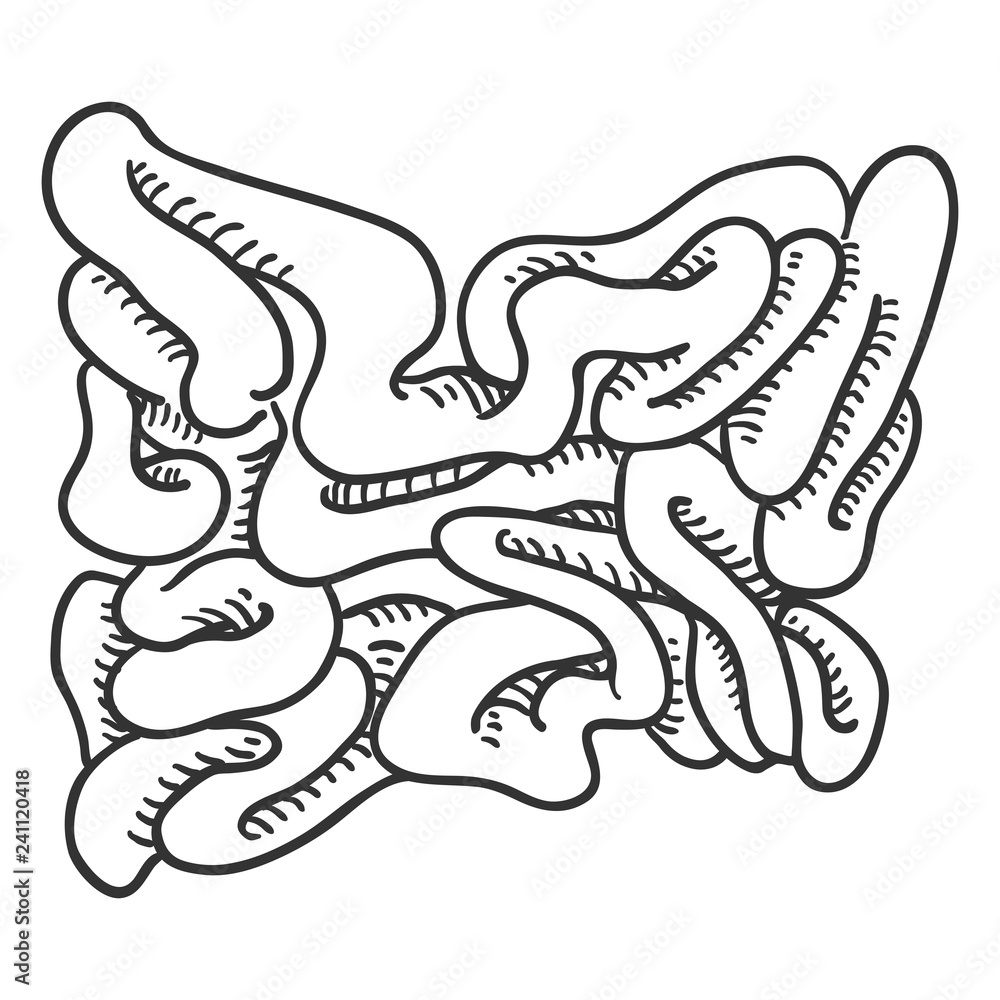 Intestine Illustration