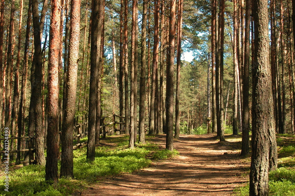 Roztoczanski Park Narodowy Stock Photo | Adobe Stock