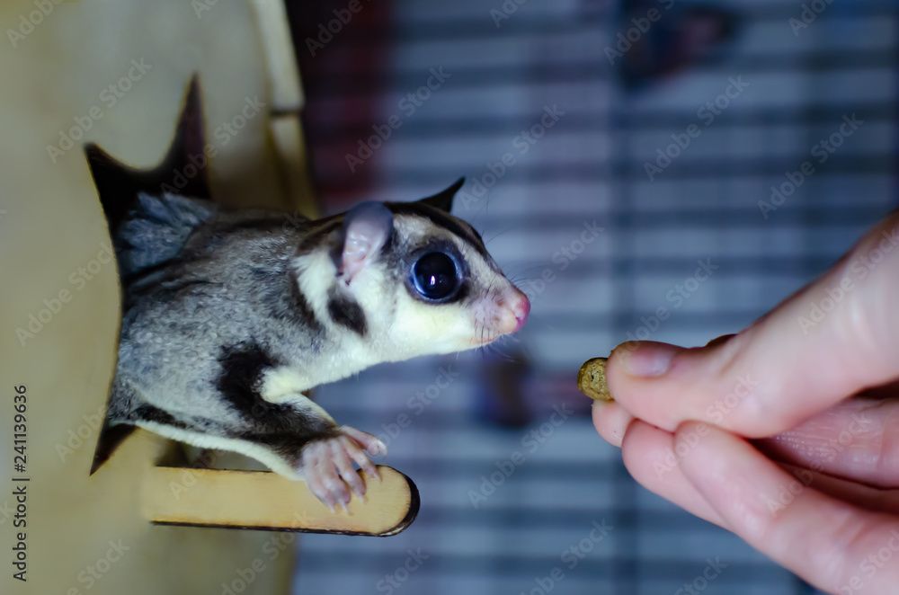 Gray sugar glider. Petaurus breviceps arboreal gliding possum. Exotic ...