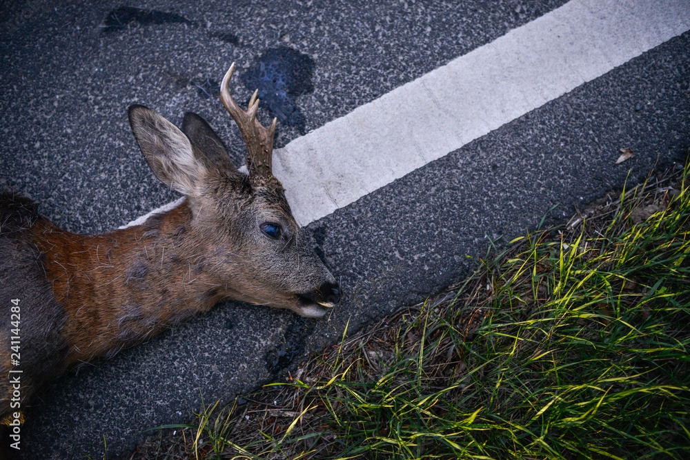 Ein totes Reh liegt nach eine, Wildunfall am Straßenrand. Stock Photo ...