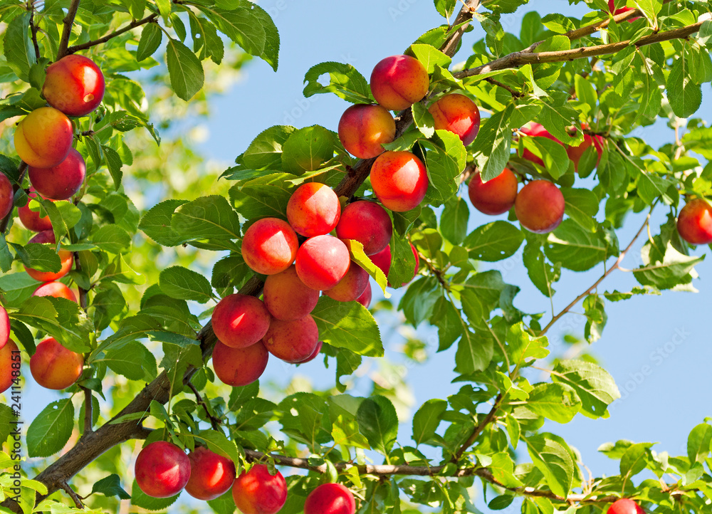 Rote Mirabellen Baum