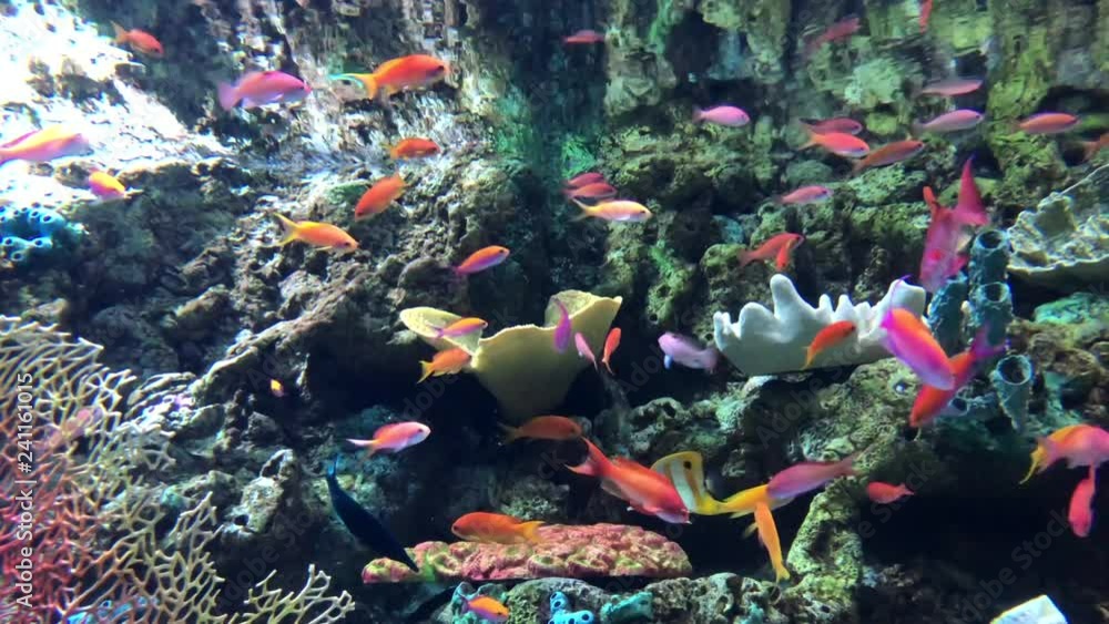 4K HD Video of coral reef tropical fish swimming around looking up ...