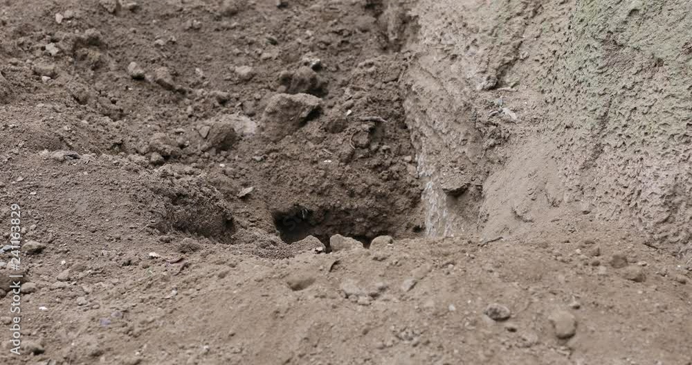 African Meerkat wildlife digging burrow in dirt. Small carnivore ...