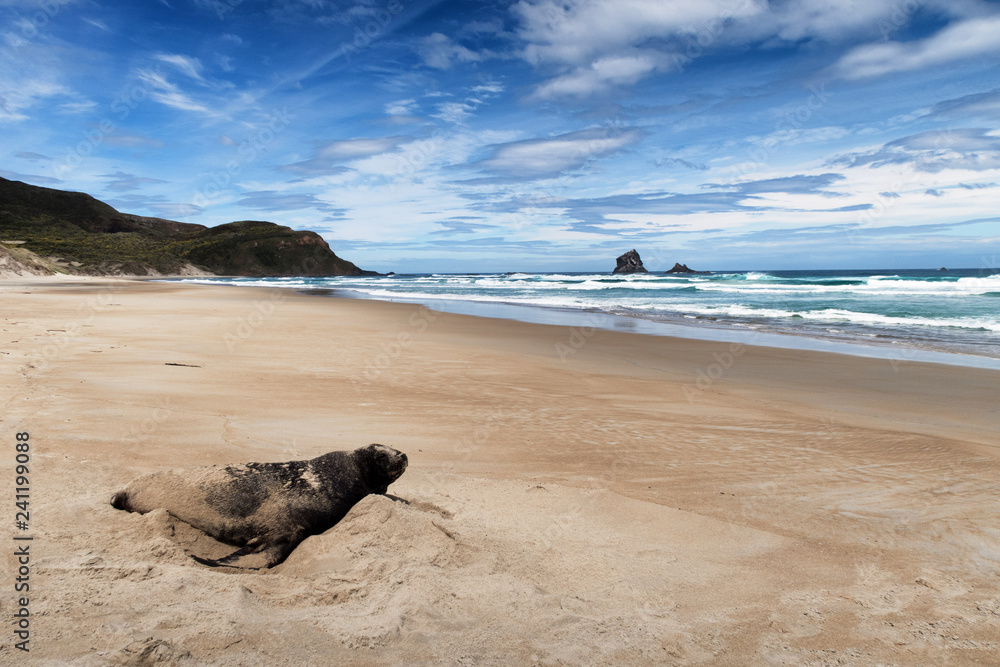 A seal resting on the sandy beach. Enjoy a close encounter with New ...