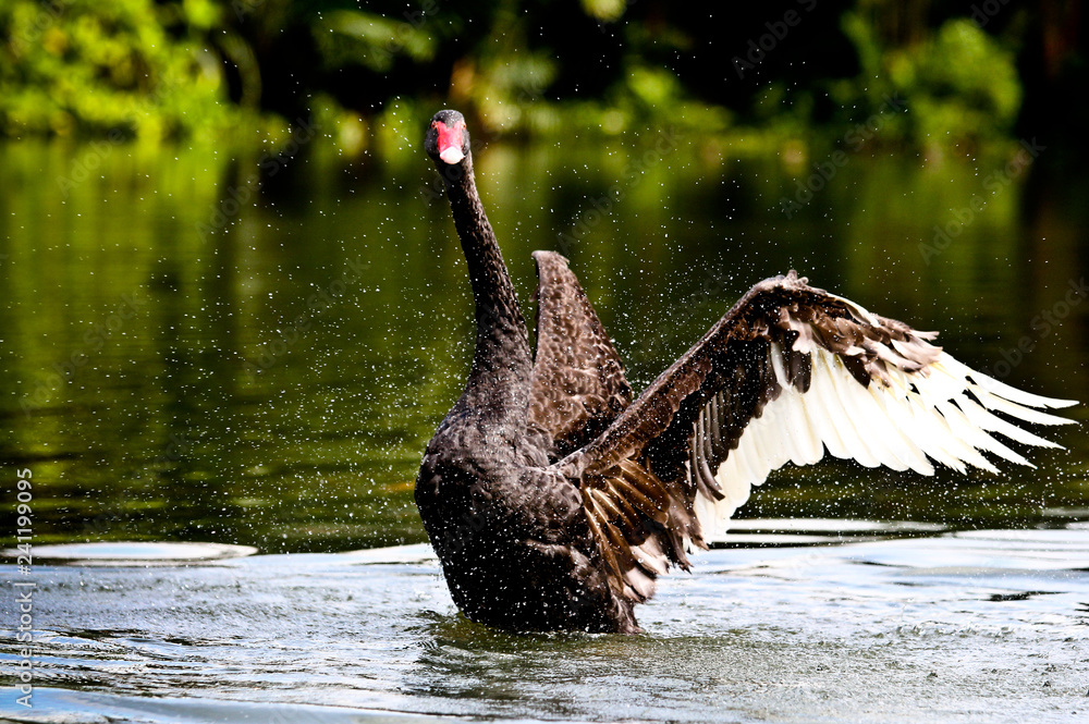 Found swam in local garden. The black swan looks beautiful and handsome ...