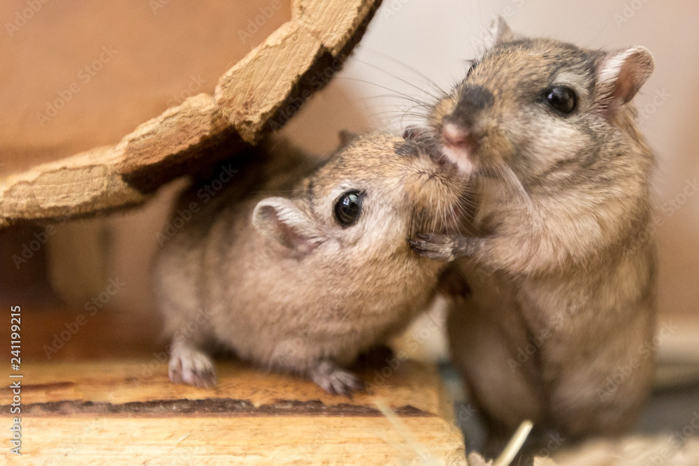 Cute Gerbils