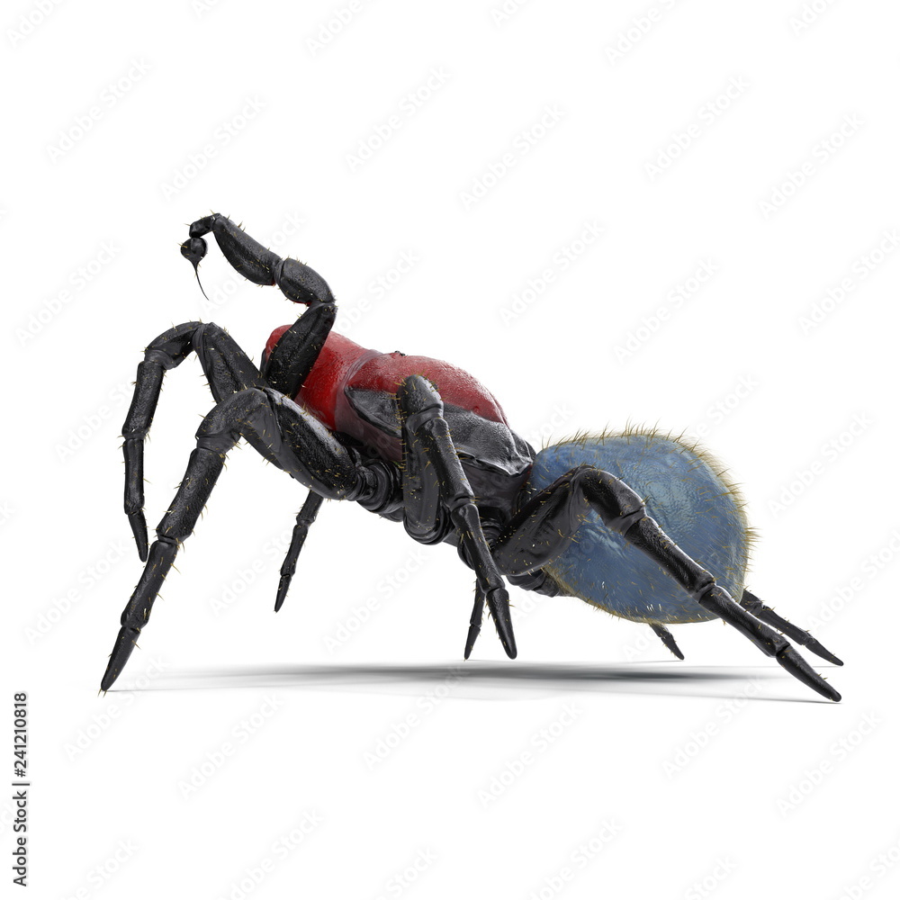 Missulena Occatoria Mouse Spider Fighting Pose 3D Illustration Isolated ...