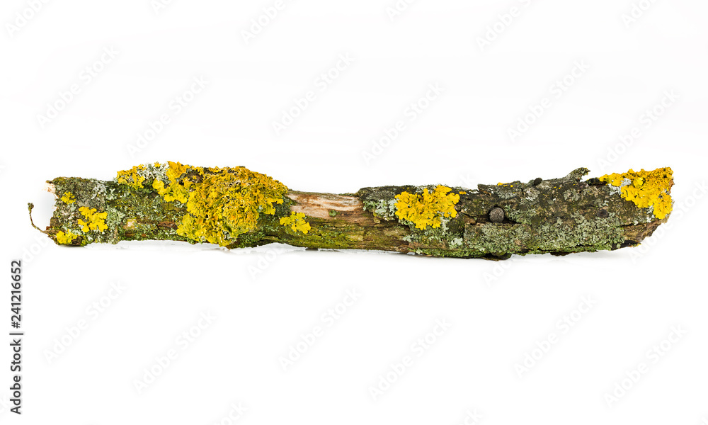 border frame of dry wood branches close up isolated on a white ...