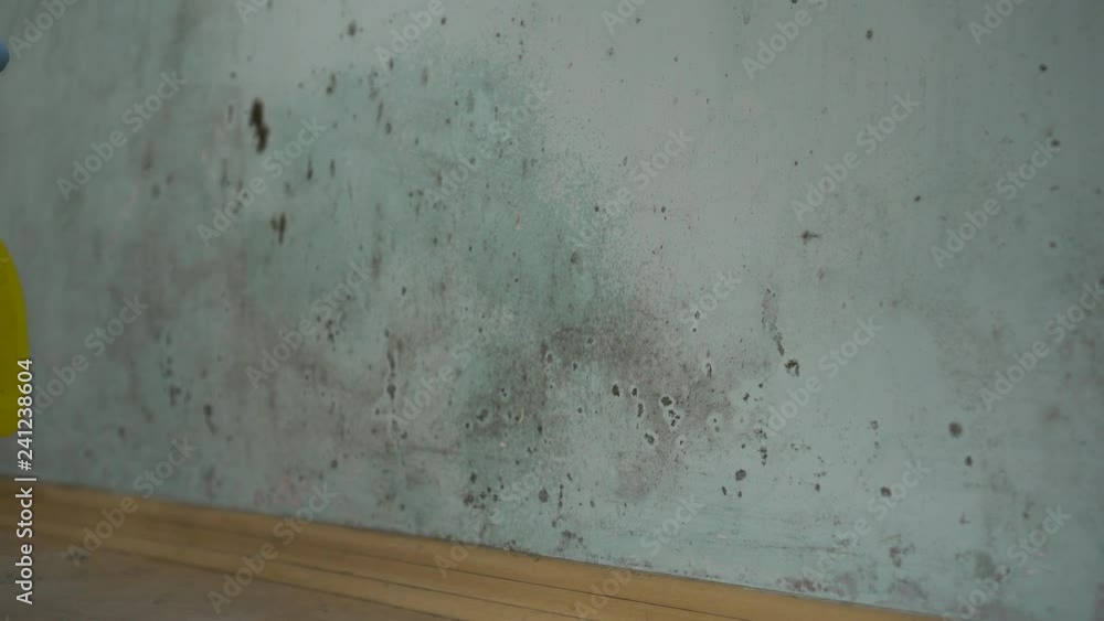 Aspergillus, cladosporium and stachybotrys atra (black mold) 素材庫影片 ...