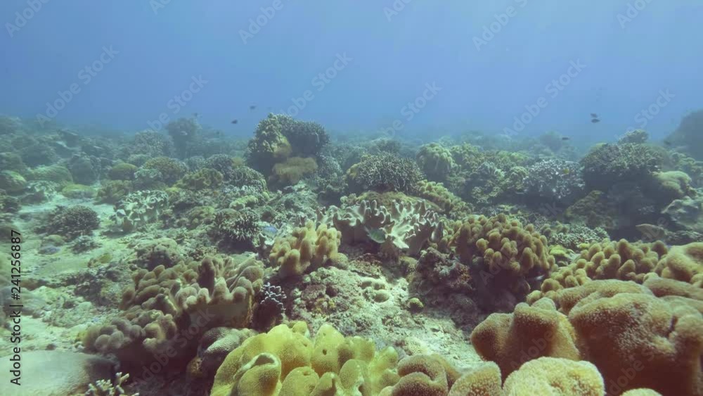 Coral reef and swimming fish in transparent water blue sea underwater ...