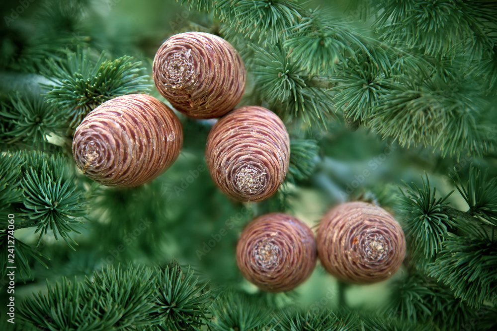 Atlas Cedar Cones Stock Photo | Adobe Stock
