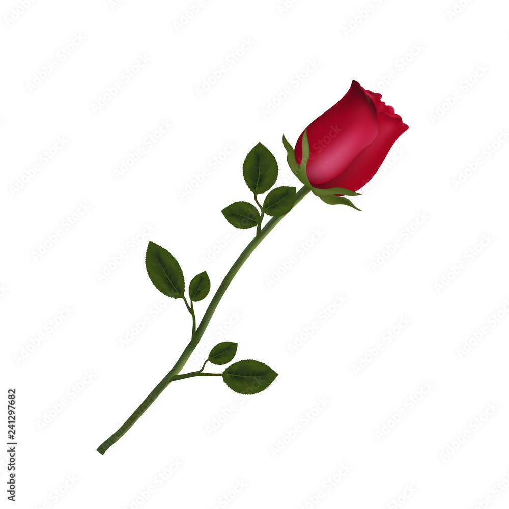 highly detailed flower of red rose isolated on white background. Stock ...