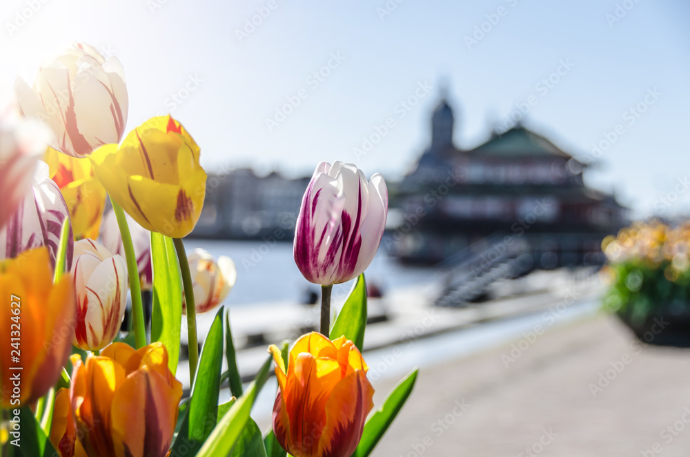Tulips in Amsterdam Stock Photo | Adobe Stock