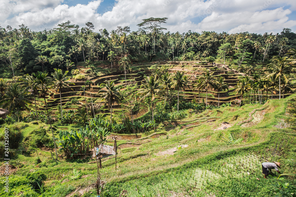 Rice paddies in Ubud, Bali Stock Photo | Adobe Stock