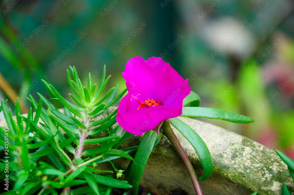 Portulaca grandiflora or japanese rose. Also known as moss ross and ...