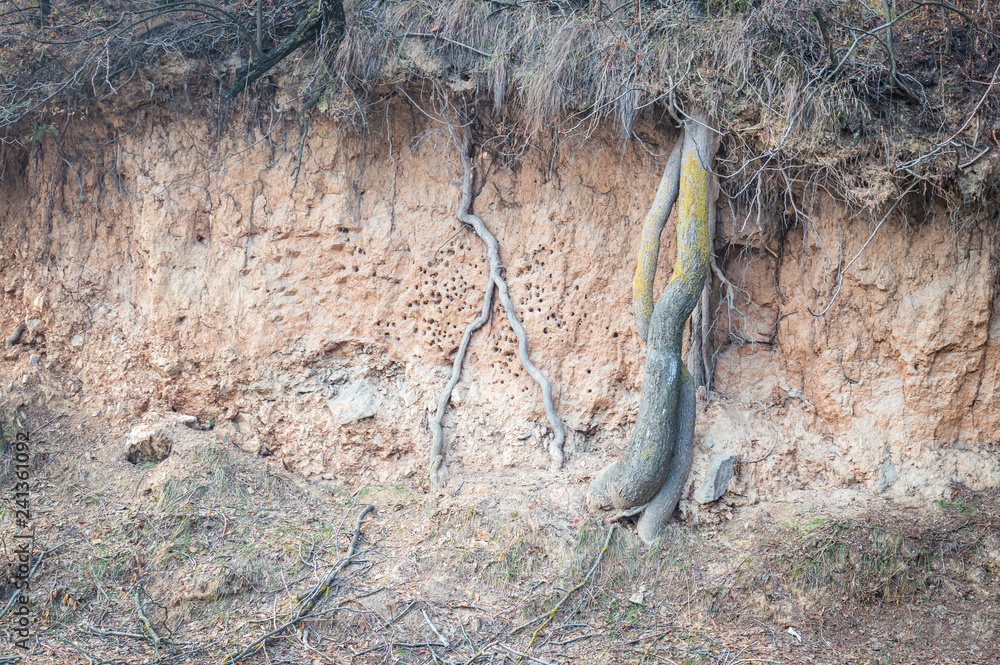 Layers of soil red soil roots in soil soil profile soil zones trees ...