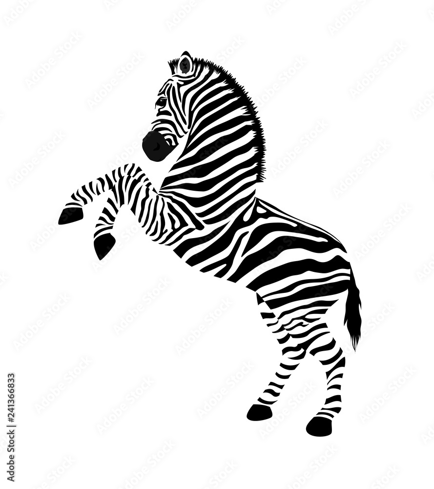 Zebra with hind legs. Wild animal texture. Striped black and white ...