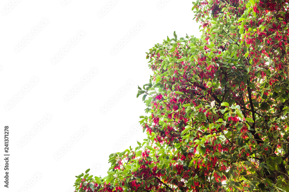 Hairy Keruing tree Is a plant with red flowers isolated on white ...