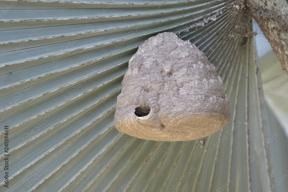 Wasp nest growing on a palm tree in Puntarenas, Costa Rica Stock Photo ...