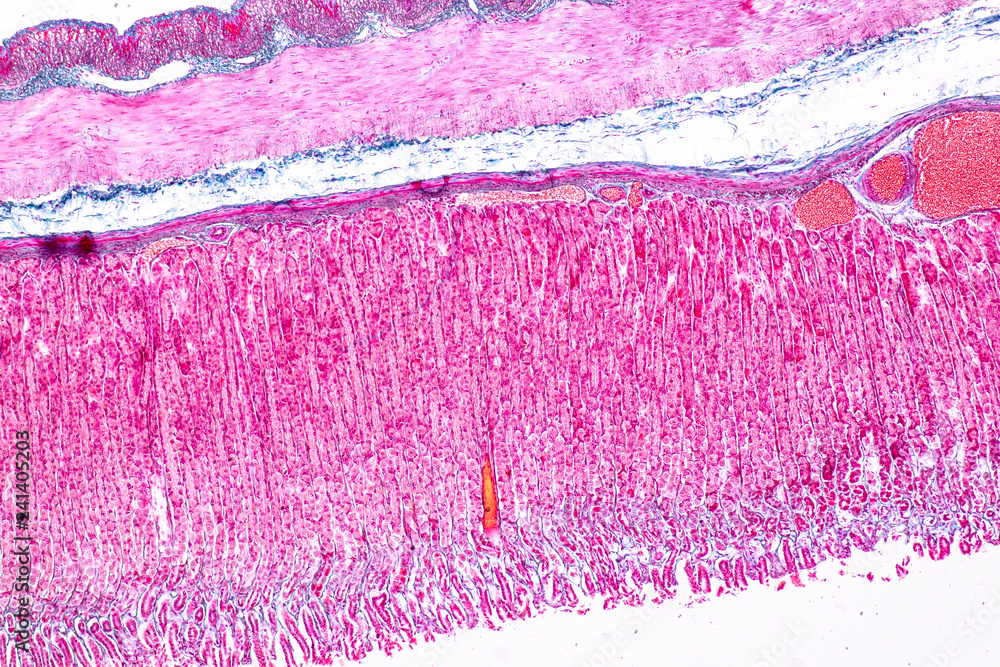 Tissue of Stomach under the microscopic, Physiology of the stomach for ...