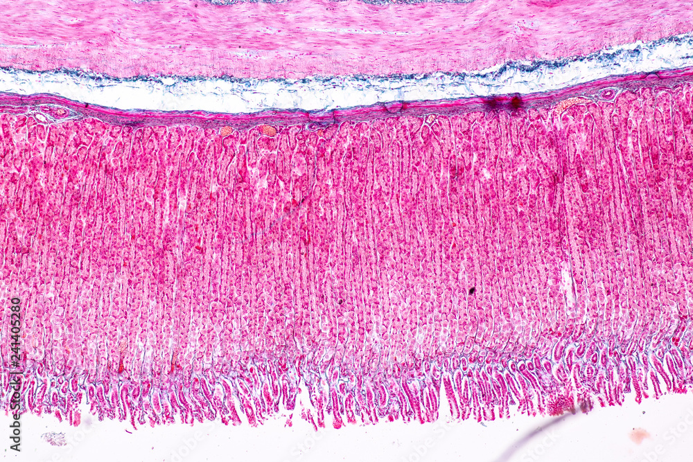 Tissue of Stomach under the microscopic, Physiology of the stomach for ...