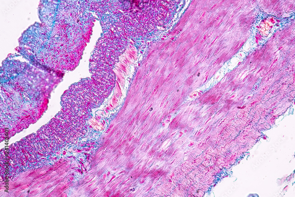 Tissue of Stomach under the microscopic, Physiology of the stomach for ...