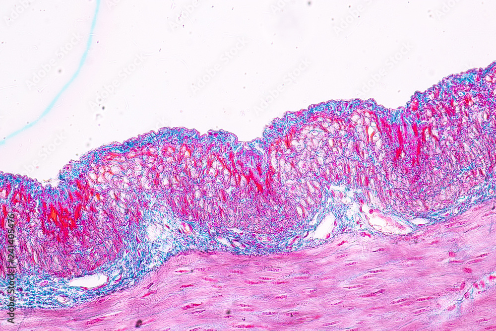 Tissue of Stomach under the microscopic, Physiology of the stomach for ...
