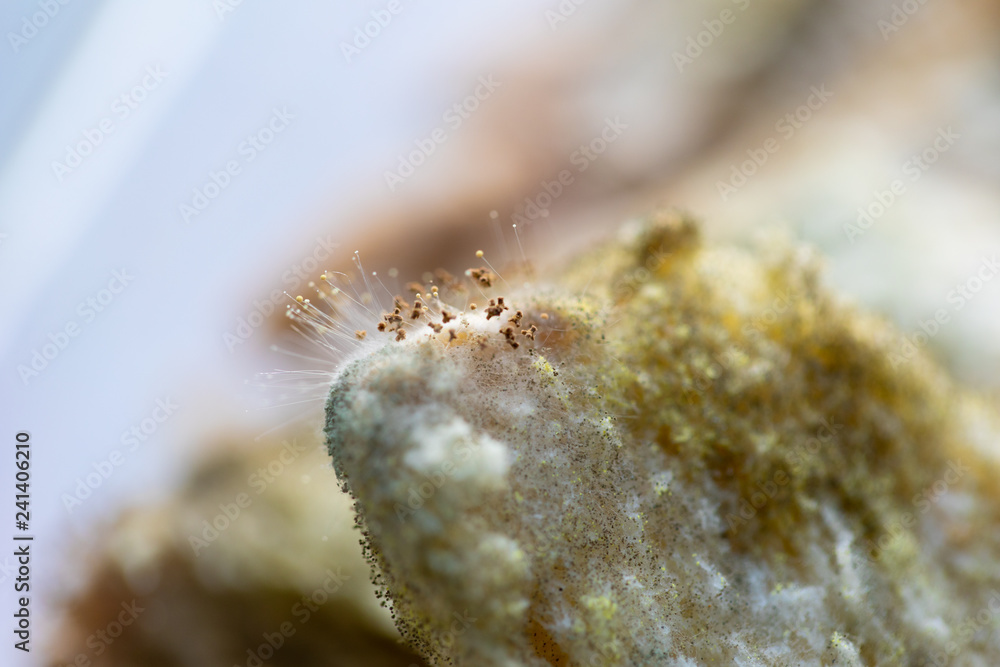 Fungus On Bread Microscope