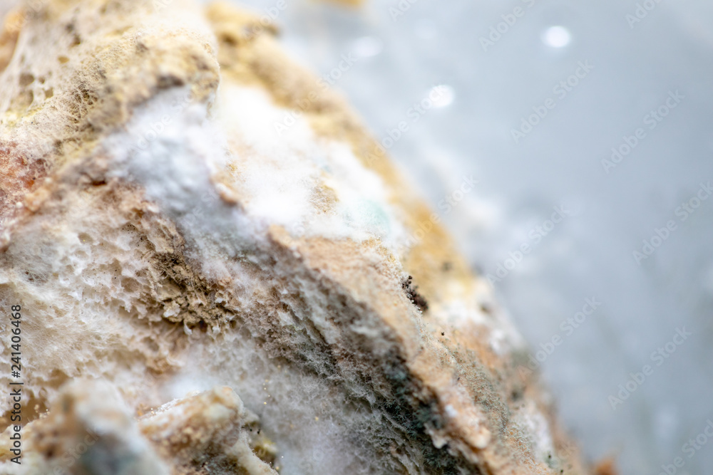 Rhizopus (bread mold) is a genus of common saprophytic fungi,Rhizopus ...