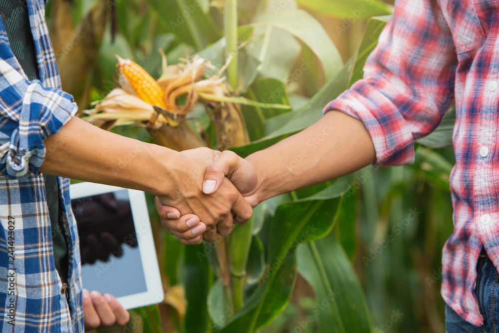 Young smart farmer standing and shaking hands on corn field. Use a ... Young smart farmer standing and shaking hands on corn field. Use a ...