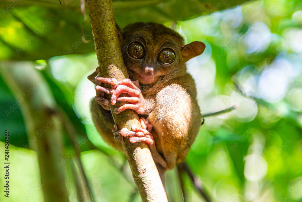 Tarsier (Tarsius Syrichta), the world's smallest primate in Bohol ...