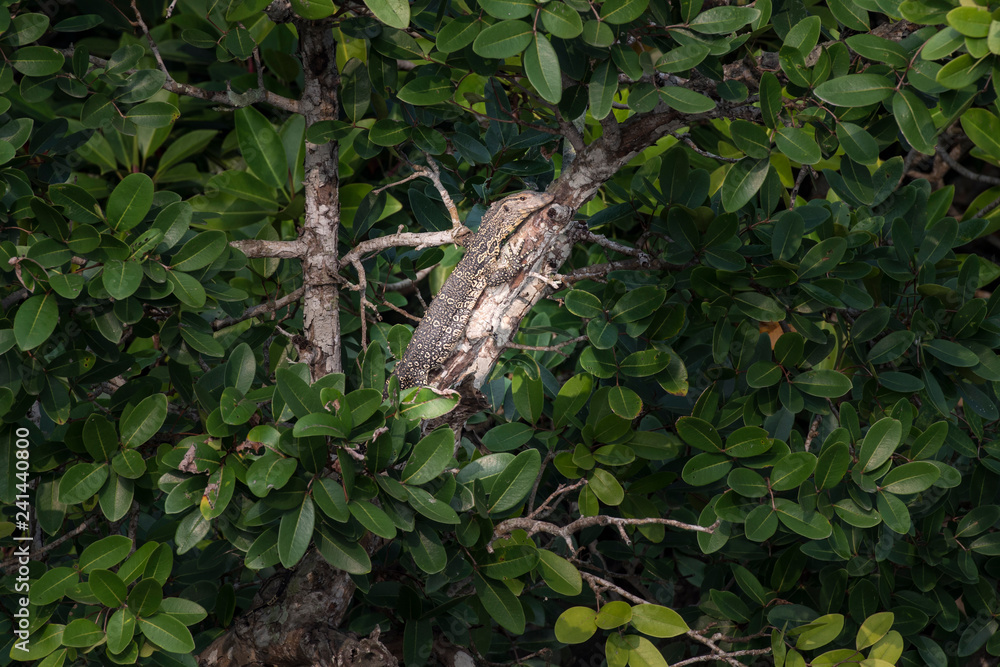 Monitor lizard (Varanus bengalensis) climbing a tree in the mangrove ...