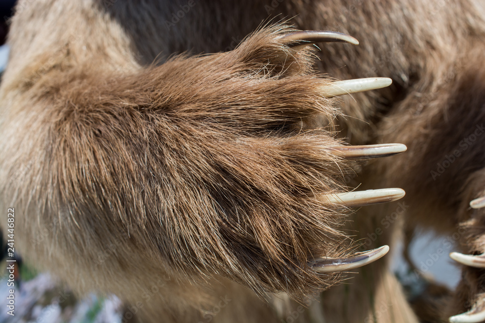 Sharp Claws Animals